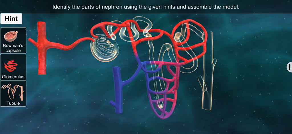 Excretory System - EduTech Era - Education App | MWM