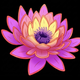 Bloomy - Cycle Period Tracker - Health & Fitness App | MWM