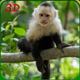 Monkey Simulator - Wild Life - Games App | MWM