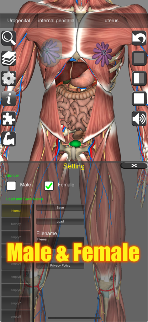 3D Anatomy | Interactive Human Anatomy & Virtual Dissection