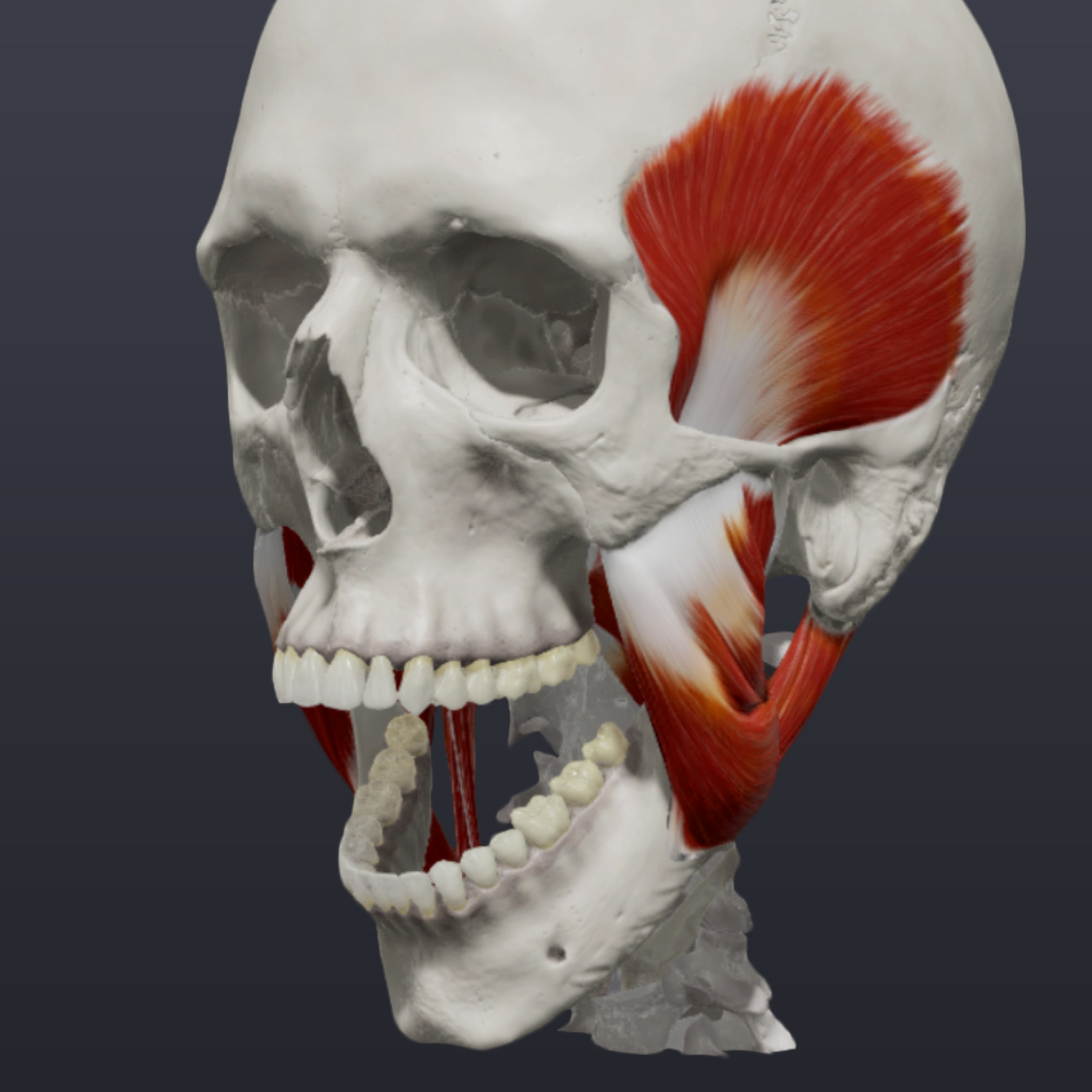 Skull, Teeth & TMJ | Advanced 3D Jaw & Dental Anatomy