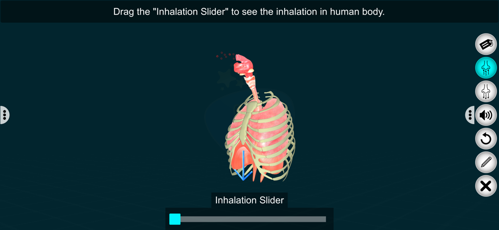 Human Respiratory- EduTech Era - Education App | MWM